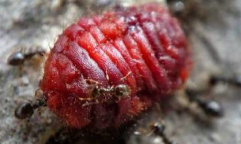 Die Mysteriöse Zutat Von Coca-Cola – Cochineal Insect Liquid ...