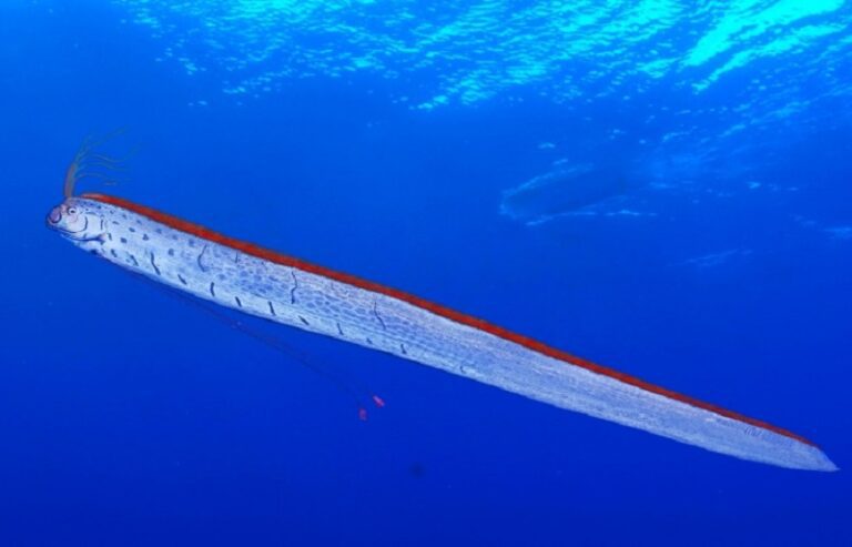 "Doomsday" fish was caught off the coast of Mexico: it is considered a ...